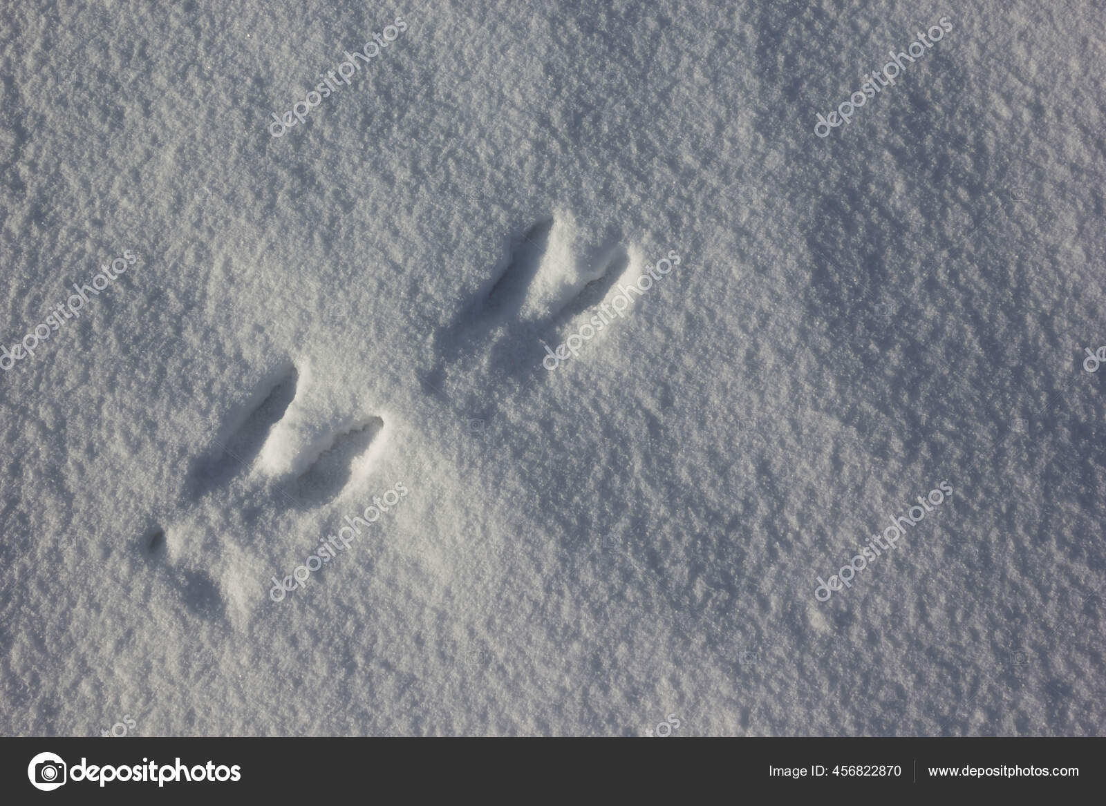 Moose Footprints In Snow