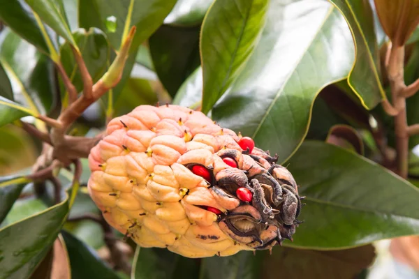 Southern Magnolia Fruit