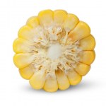 The corn cob pith Stock Photo by ©Xalanx 36966441