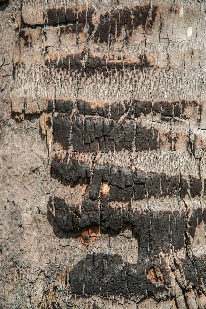 Burnt Skin Texture