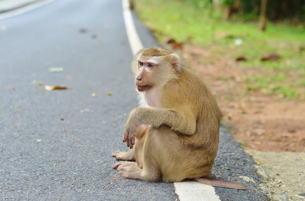 Sad monkey Stock Photos, Royalty Free Sad monkey Images | Depositphotos