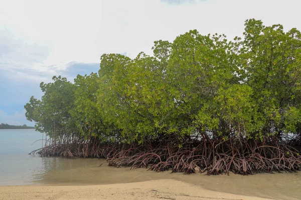 Mangrove trees at sea Stock Photos, Royalty Free Mangrove trees at sea ...