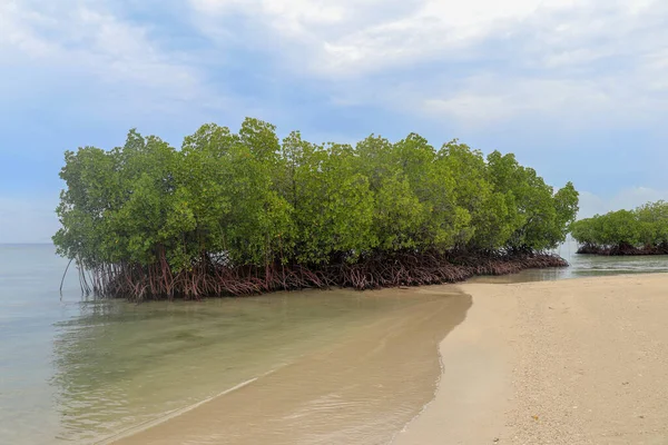 Mangrove in sea Stock Photos, Royalty Free Mangrove in sea Images ...