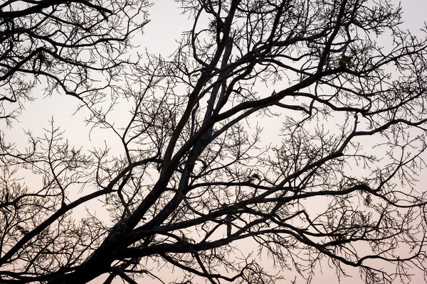 Nine branches Stock Photos, Royalty Free Nine branches Images ...