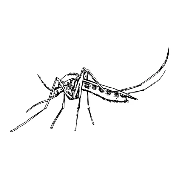 Aedes aegypti Mosquito mascot stilt. Ideal for informational and ...