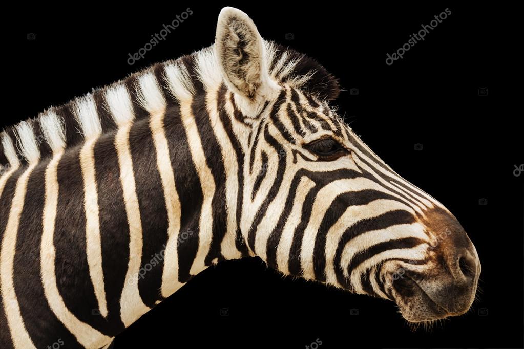 Zebra isolated head Stock Photo by ©mandrixta 103247628