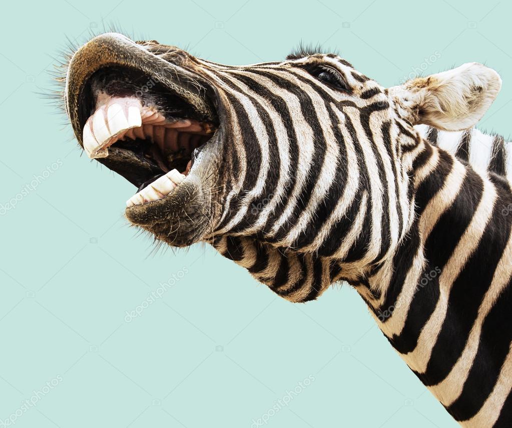Zebra happy lougthing — Stock Photo © mandrixta #106522636