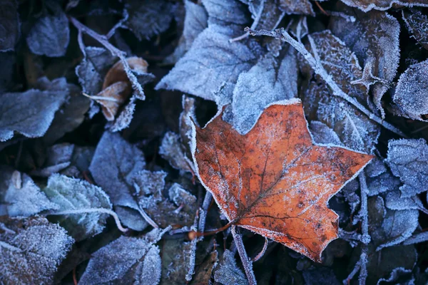 Autumn freeze Stock Photos, Royalty Free Autumn freeze Images ...