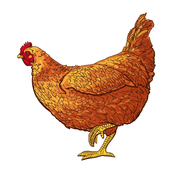 hand getekende kip — Stockvector © irska_no #122699318