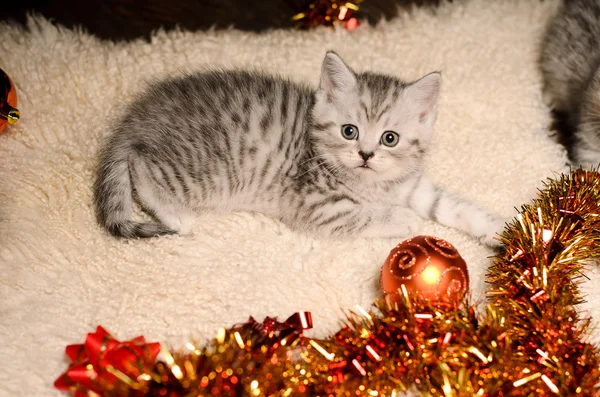 Christmas cat Stock Photo by ©ehaurylik 35070103