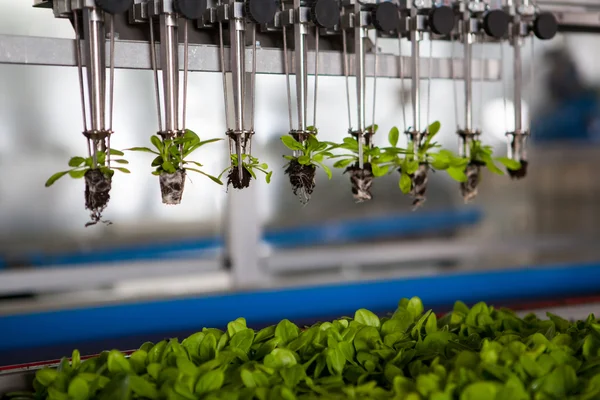 Mechanical planting seedlings. - Stock Image - Everypixel