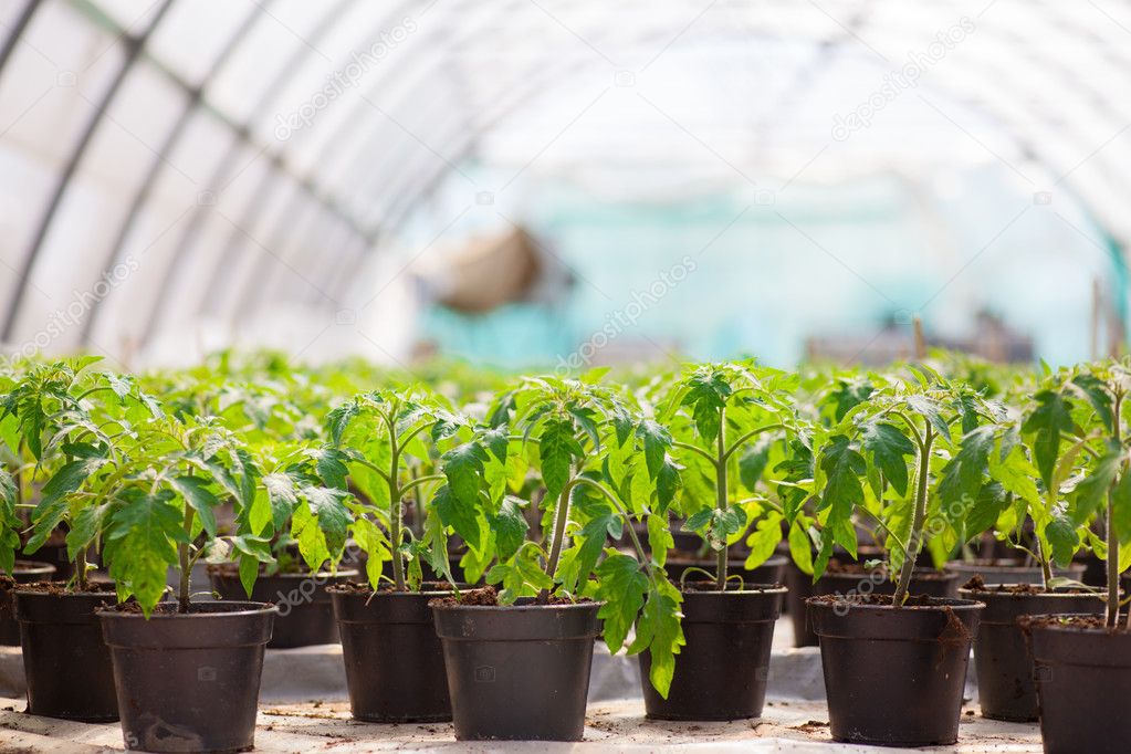 Tomates cultivados en invernadero: fotografía de stock © satyrenko ...