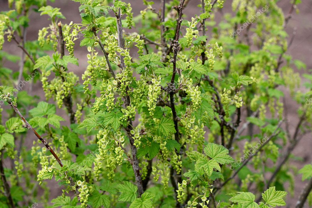 The flowering currant Bush. — Stock Photo © Ozii45 #99031036