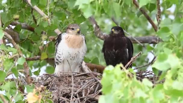 Ferruginous Hawk Teh Canadian Grasslands — Stock Video © jill@ghostbear ...