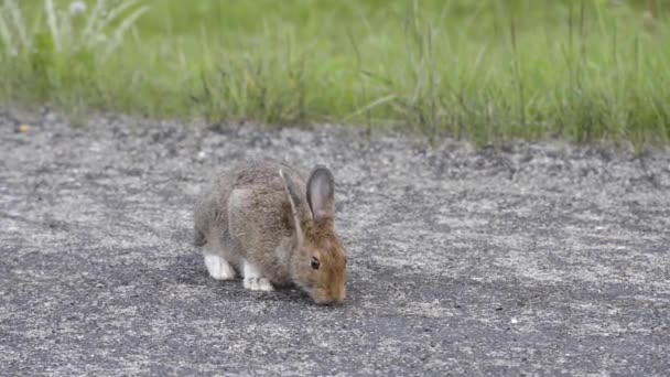 39 Snowshoe hare Videos, Royalty-free Stock Snowshoe hare Footage ...