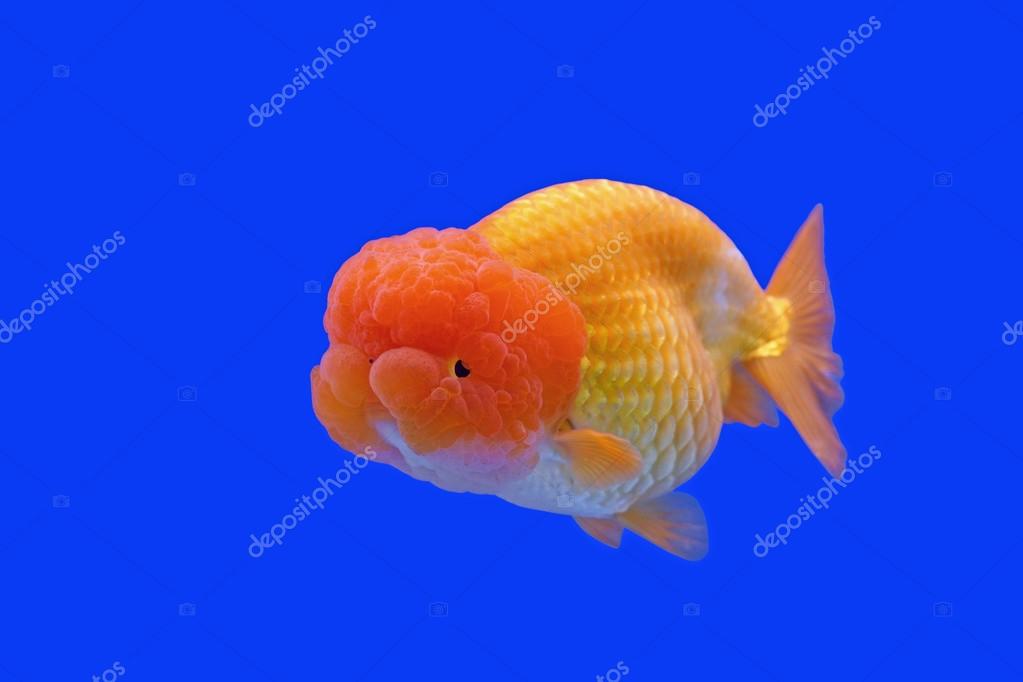 Pez dorado ranchu o cabeza de león Ilustración de archivo de ...