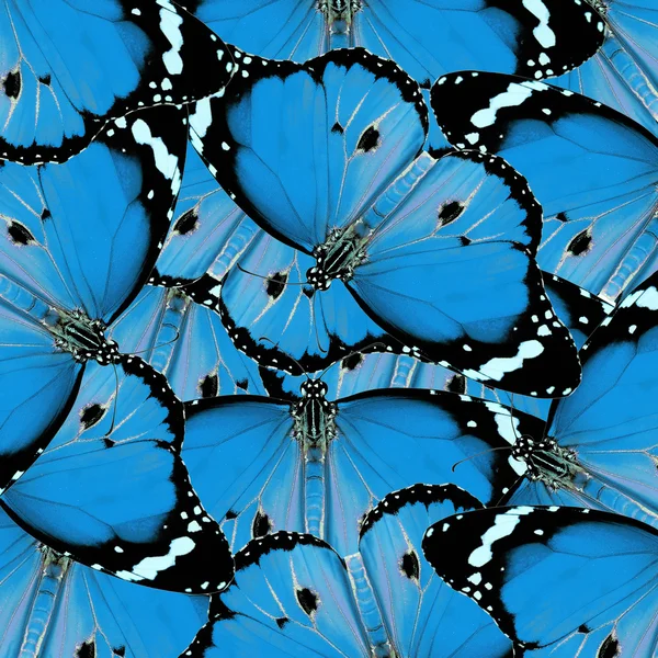 Exotic color butterfly Stock Photo by ©leisuretime13 71792841