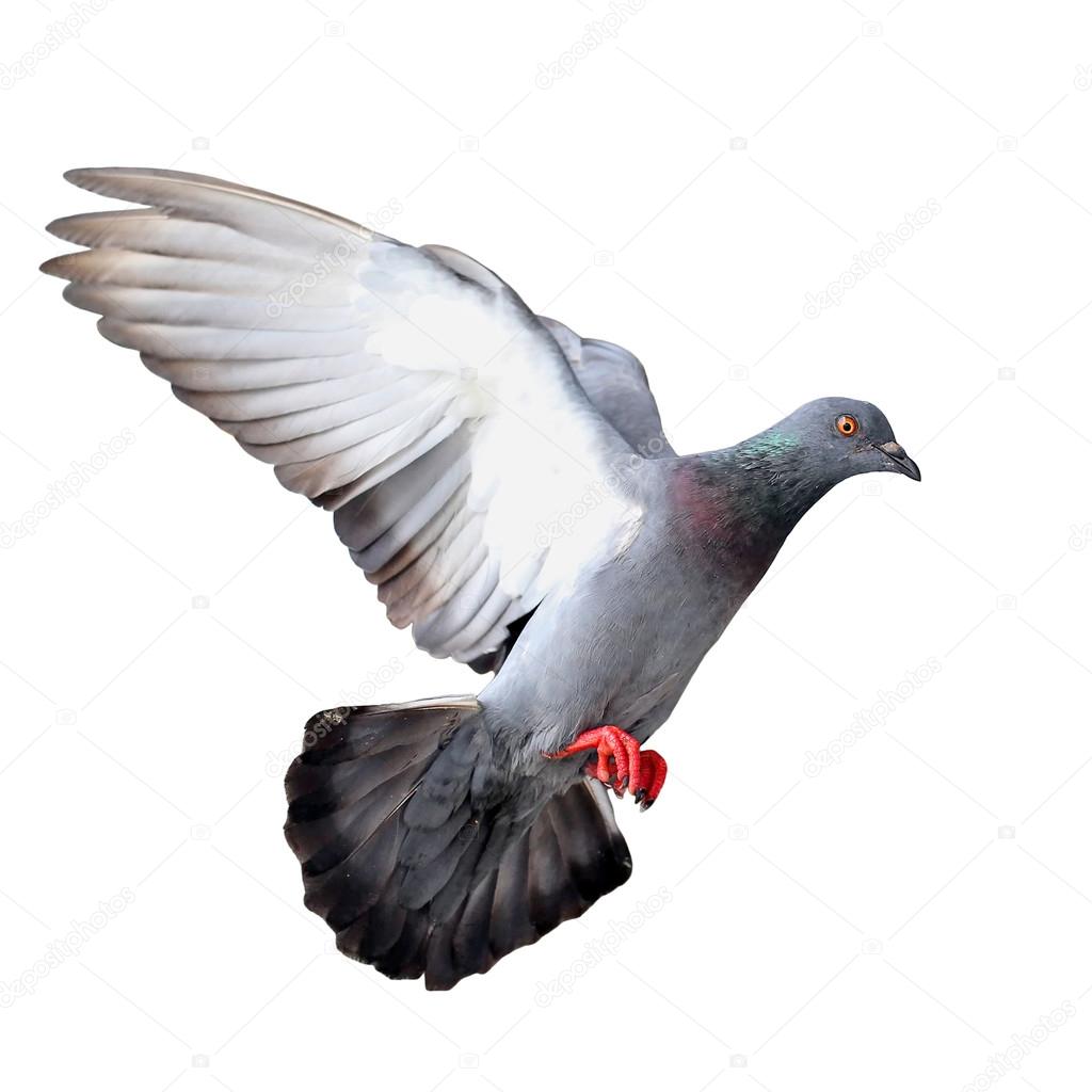 Flying Pigeon