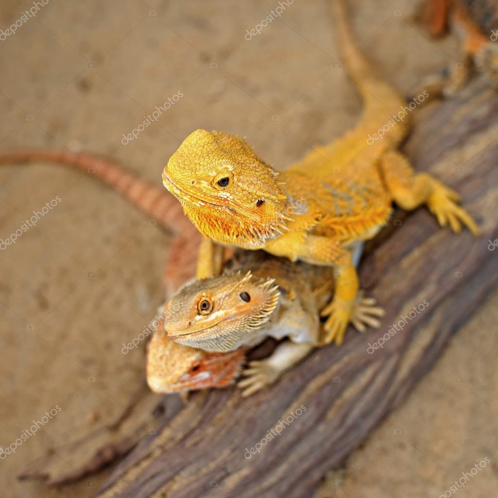 Bearded dragon or pogona vitticeps — Stock Photo © leisuretime13 #80130560