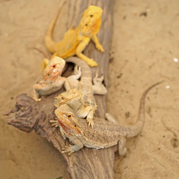 Bearded dragon family Stock Photos, Royalty Free Bearded dragon family ...