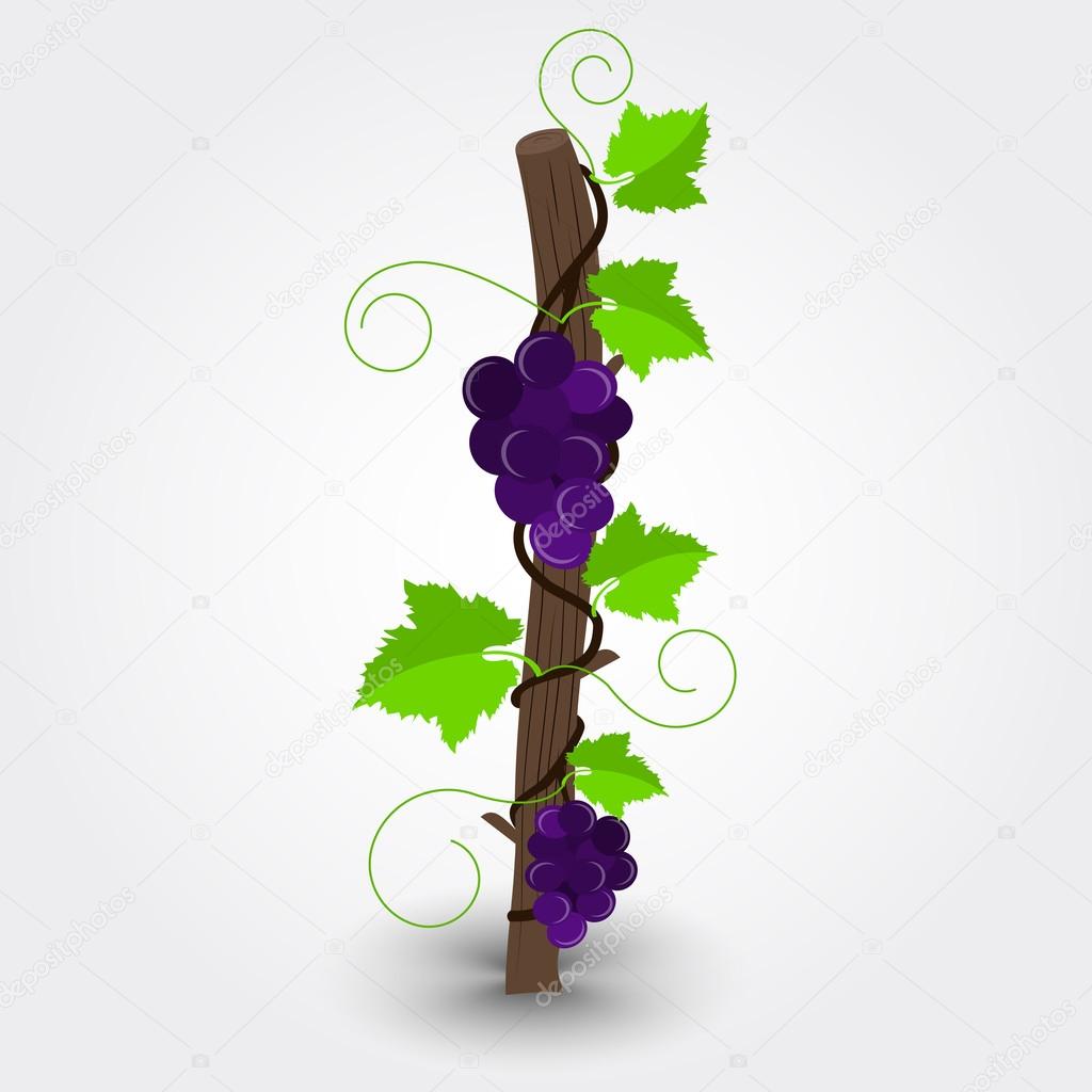 Grapevine — Stock Vector © drical #71972413
