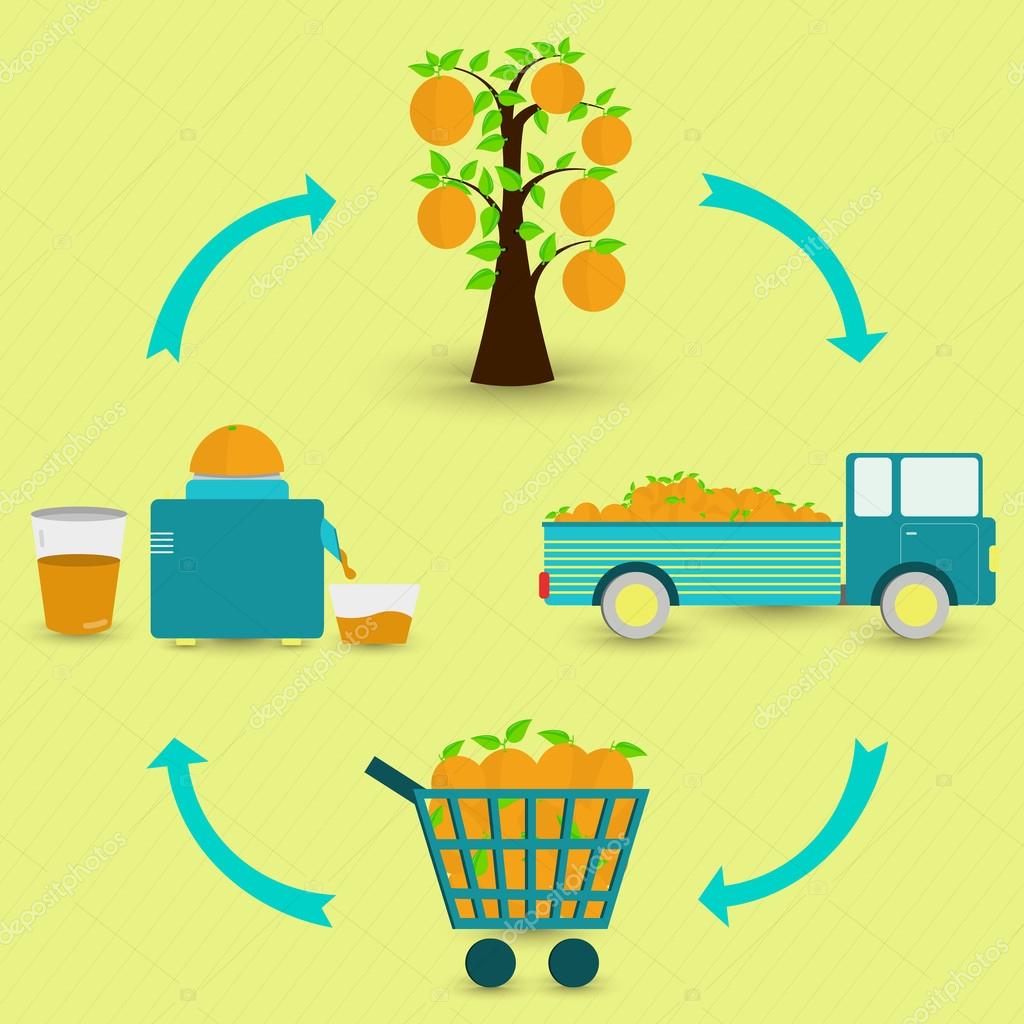 Process of orange fruit Stock Vector Image by ©drical #71972967