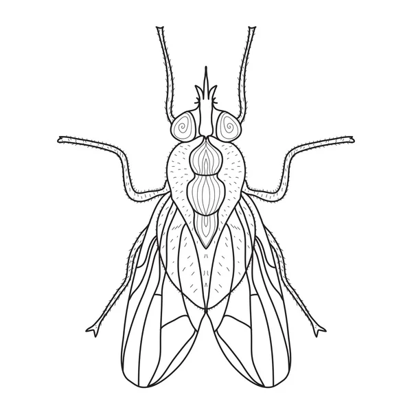 Fly insect silhouette. Fly sketch a tattoo. Doodle style. Modern design ...
