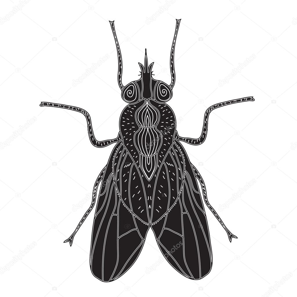 Fly insect silhouette. Fly sketch a tattoo. Doodle style. Modern design ...