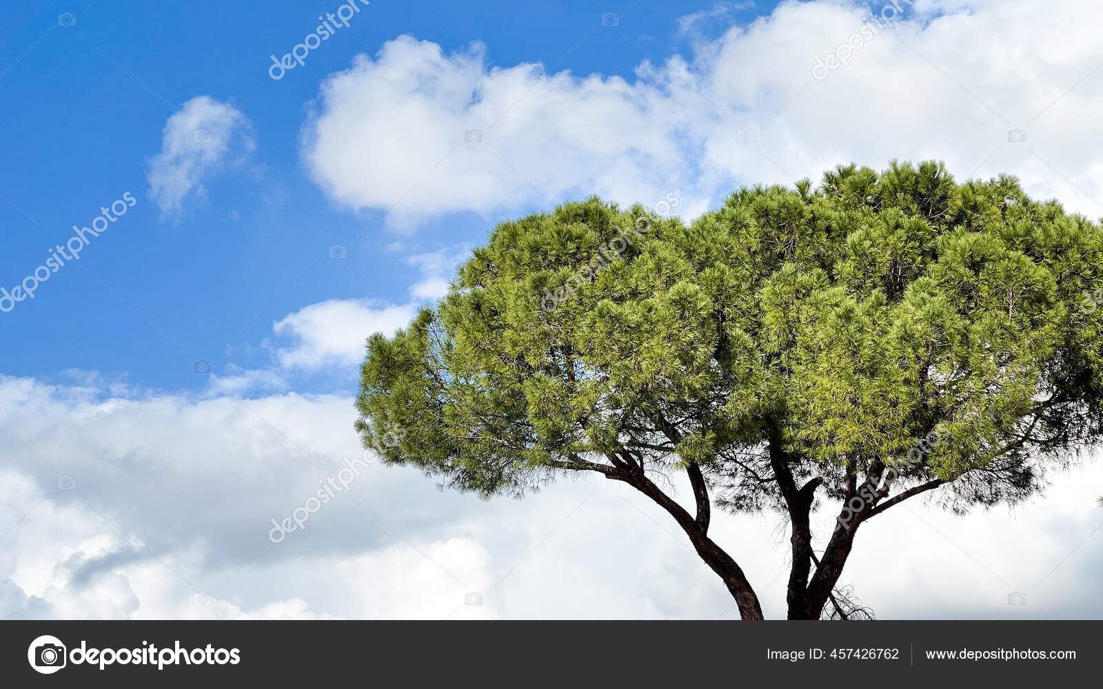 World environment day concept: Big tree over sky background. — Stock ...