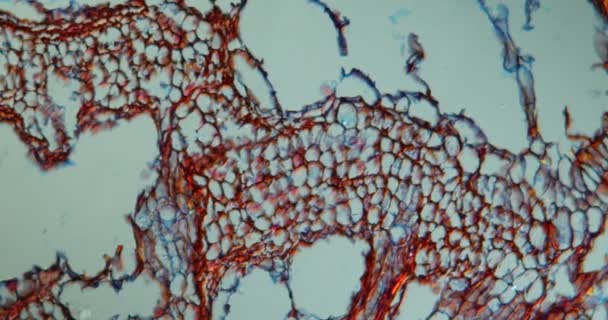 15 Carrot cross section Videos, Royalty-free Stock Carrot cross section ...