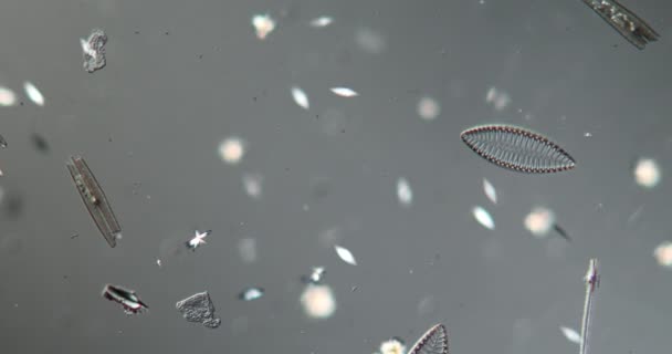 Diatoms Under Microscope 100x