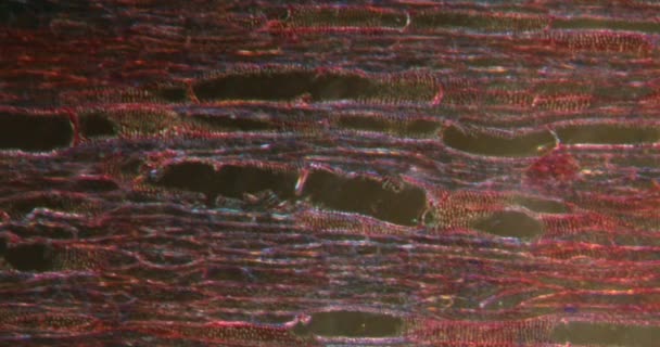 2,751 Microscopía Videos, Royalty-free Stock Microscopía Footage ...