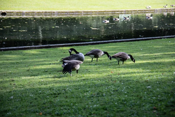 Chapultepec park mexico Stock Photos, Royalty Free Chapultepec park ...