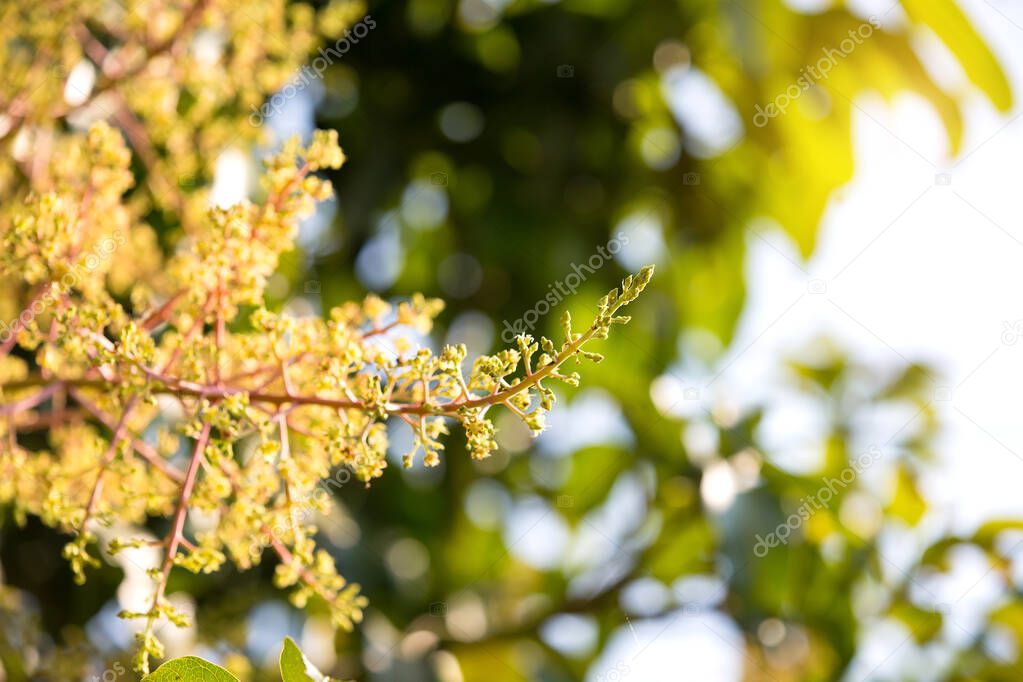 El ramo de mango o flor de mango está floreciendo en los árboles de ...