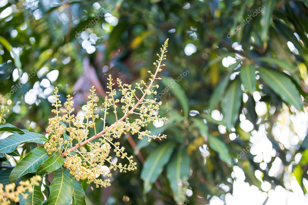 El ramo de mango o flor de mango está floreciendo en los árboles de ...