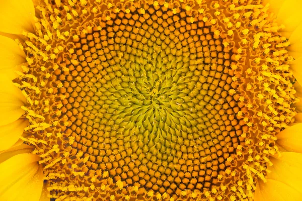 Sunflower core Stock Photos, Royalty Free Sunflower core Images ...