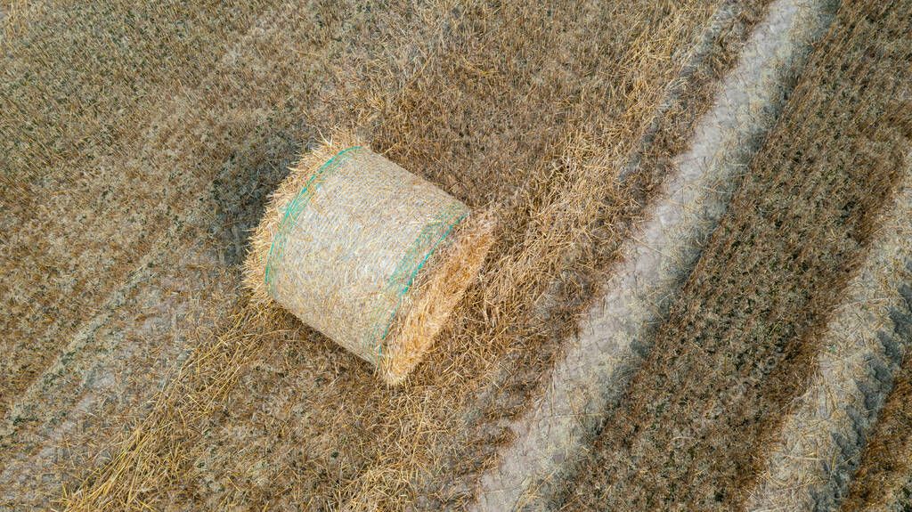 Un pajar en un campo de granja en un día soleado de agosto. Foto de ...