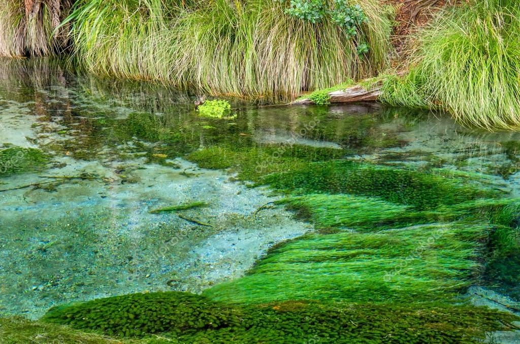 Hamurana Springs is the deepest natural fresh water spring on the North ...
