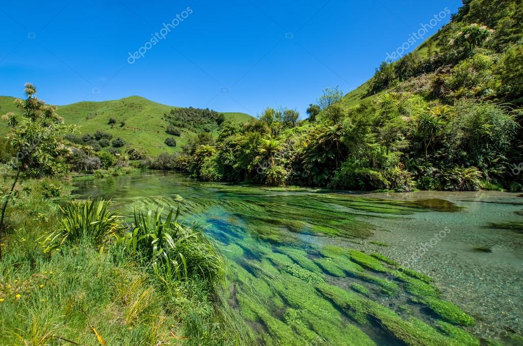 Blue Spring at Te Waihou Walkway,Hamilton New Zealand. — Stock Photo ...