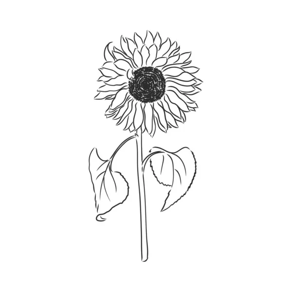 Simple Sunflower Line Drawing