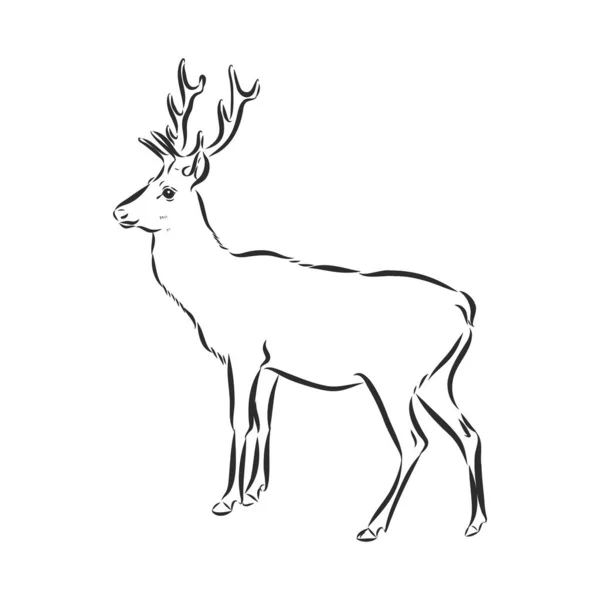 Szarvas rajz Stock vektorok, Szarvas rajz Jogdíjmentes illusztrációk ...