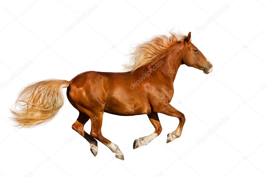 Corre caballo rojo — Foto de stock #109931812 © callipso_art
