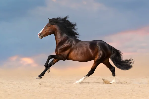 Stallion run fast Stock Photo by ©callipso_art 119957060