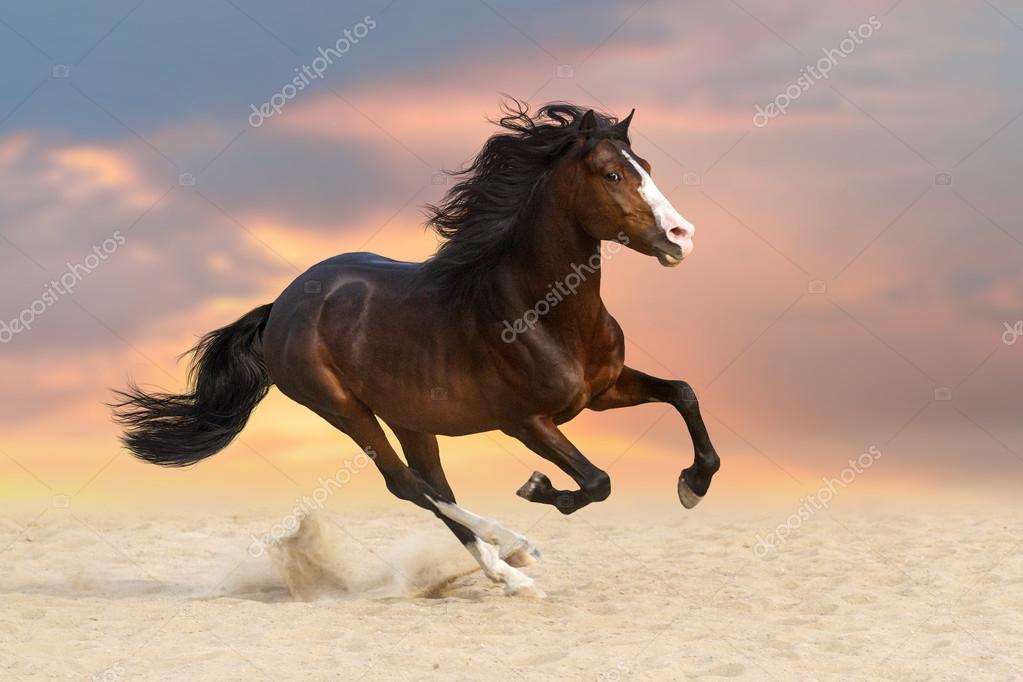 Stallion run fast Stock Photo by ©callipso_art 119957060