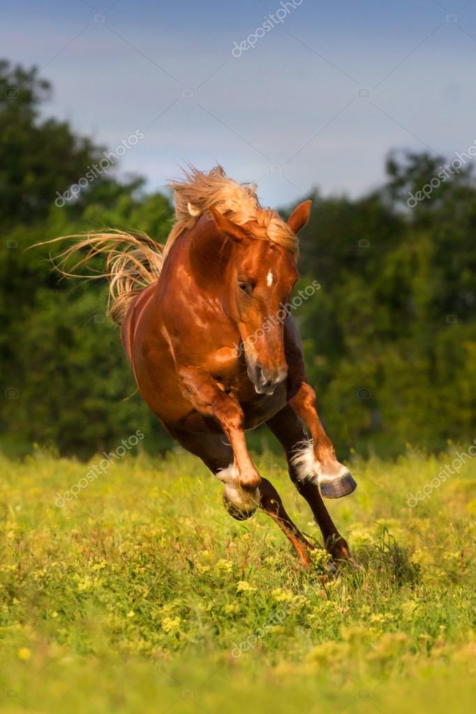 Horse Running Fast