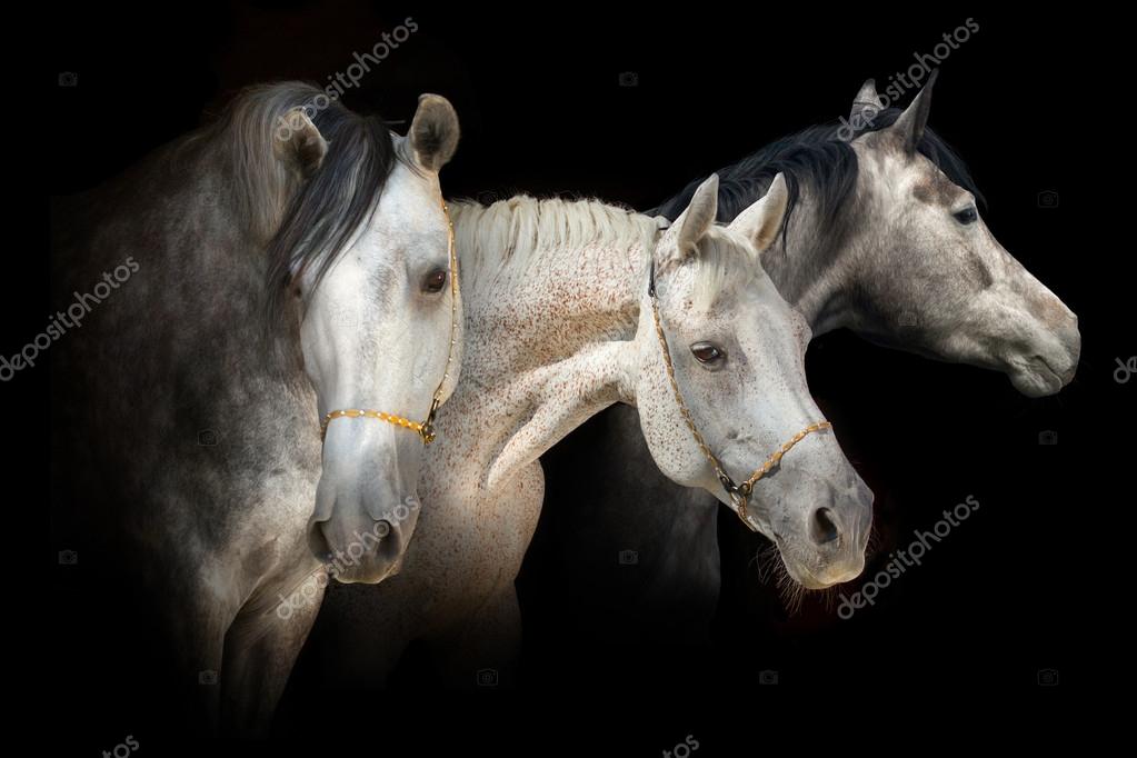 Three horse portrait isolated Stock Photo by ©callipso_art 53033261