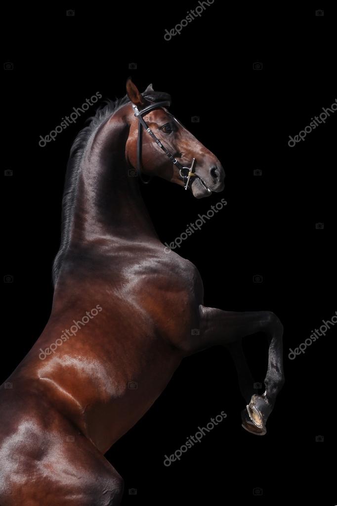 Black Thoroughbred Stallion Rearing