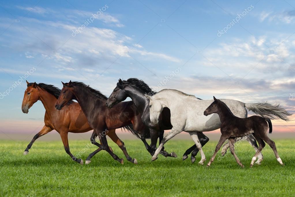 Horses run — Stock Photo © callipso_art #64320017