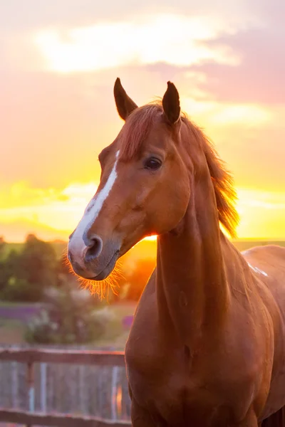 Sunset horse Stock Photos, Royalty Free Sunset horse Images | Depositphotos