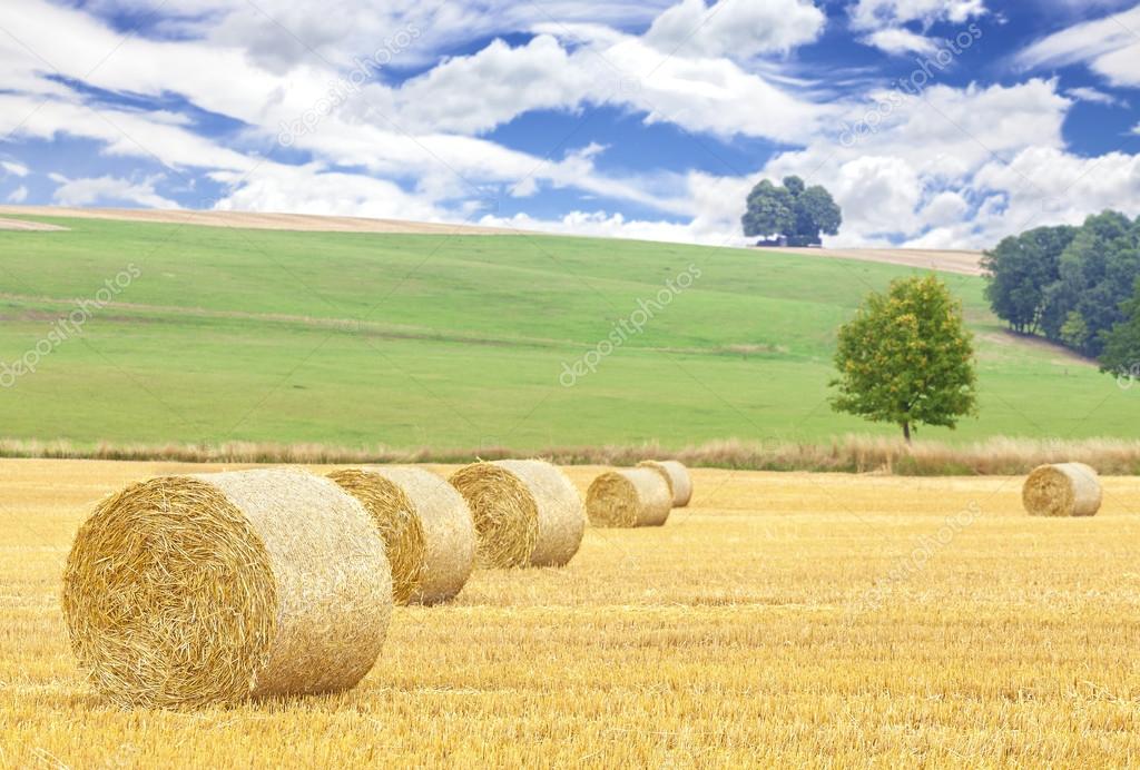 Hay Field Background